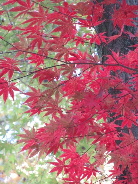 長岡京で紅葉狩り～光明寺: Mon Potager